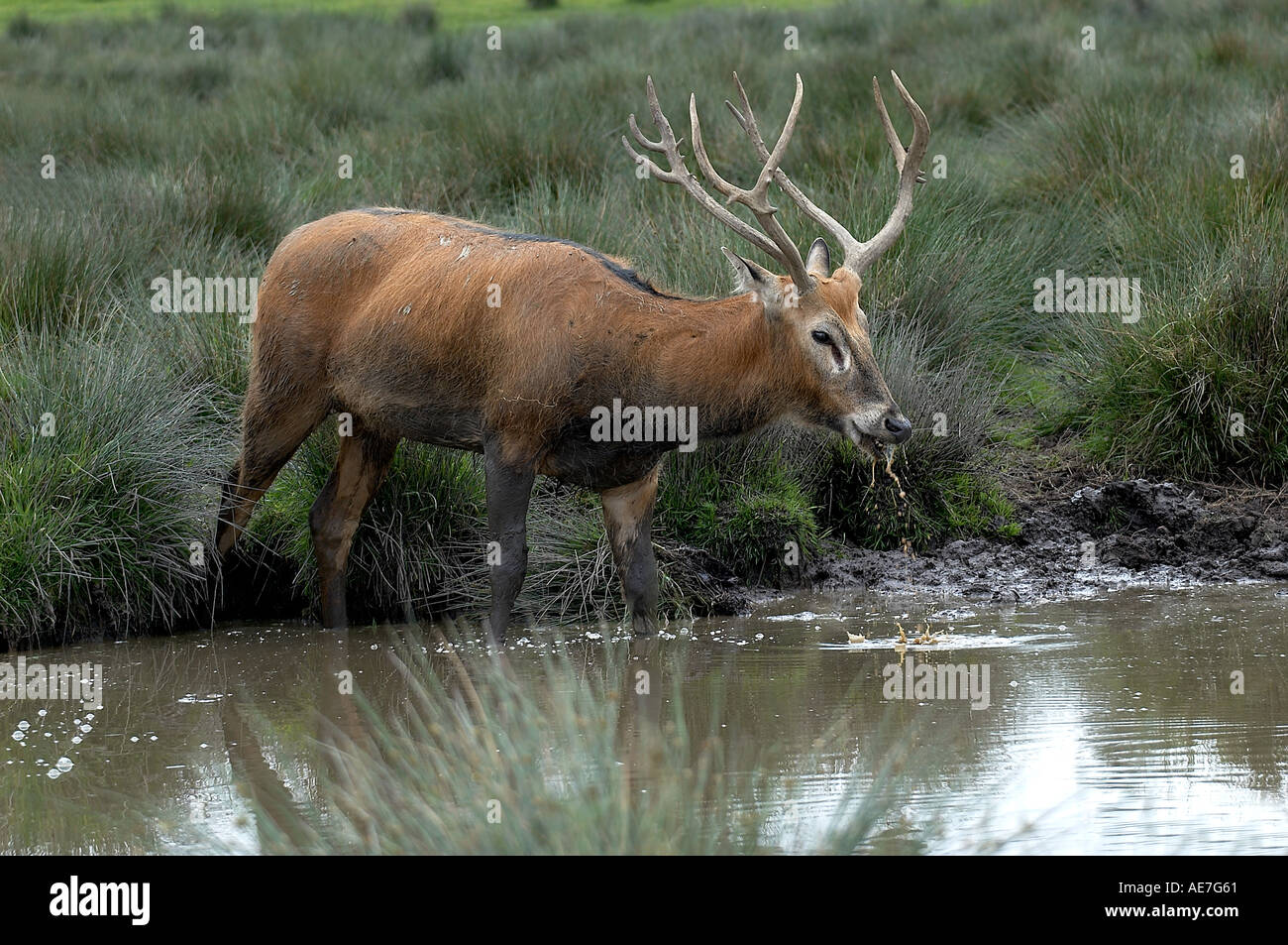 Pere David Deer Stock Photo - Alamy