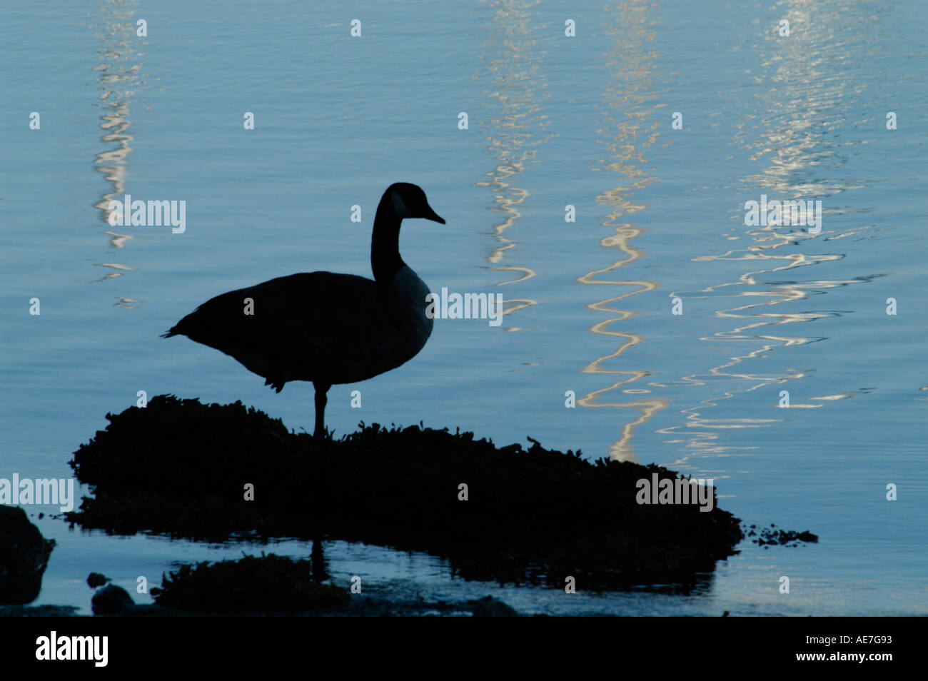 SITTING GOOSE Stock Photo - Alamy