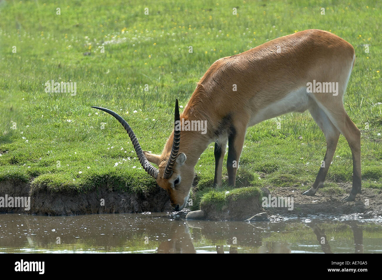 Kafuensis hi-res stock photography and images - Alamy