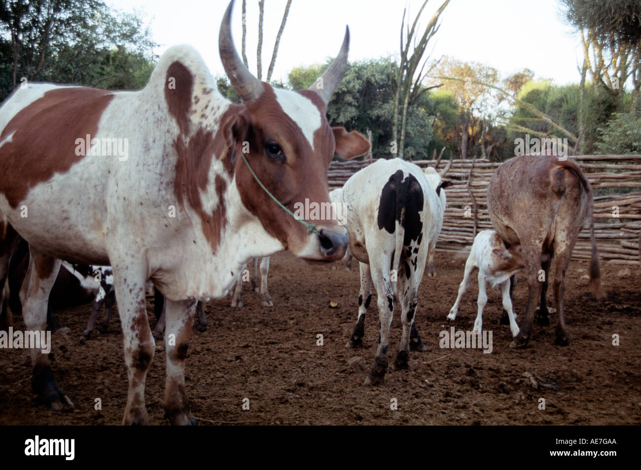 Zebu madagascar hi-res stock photography and images - Alamy