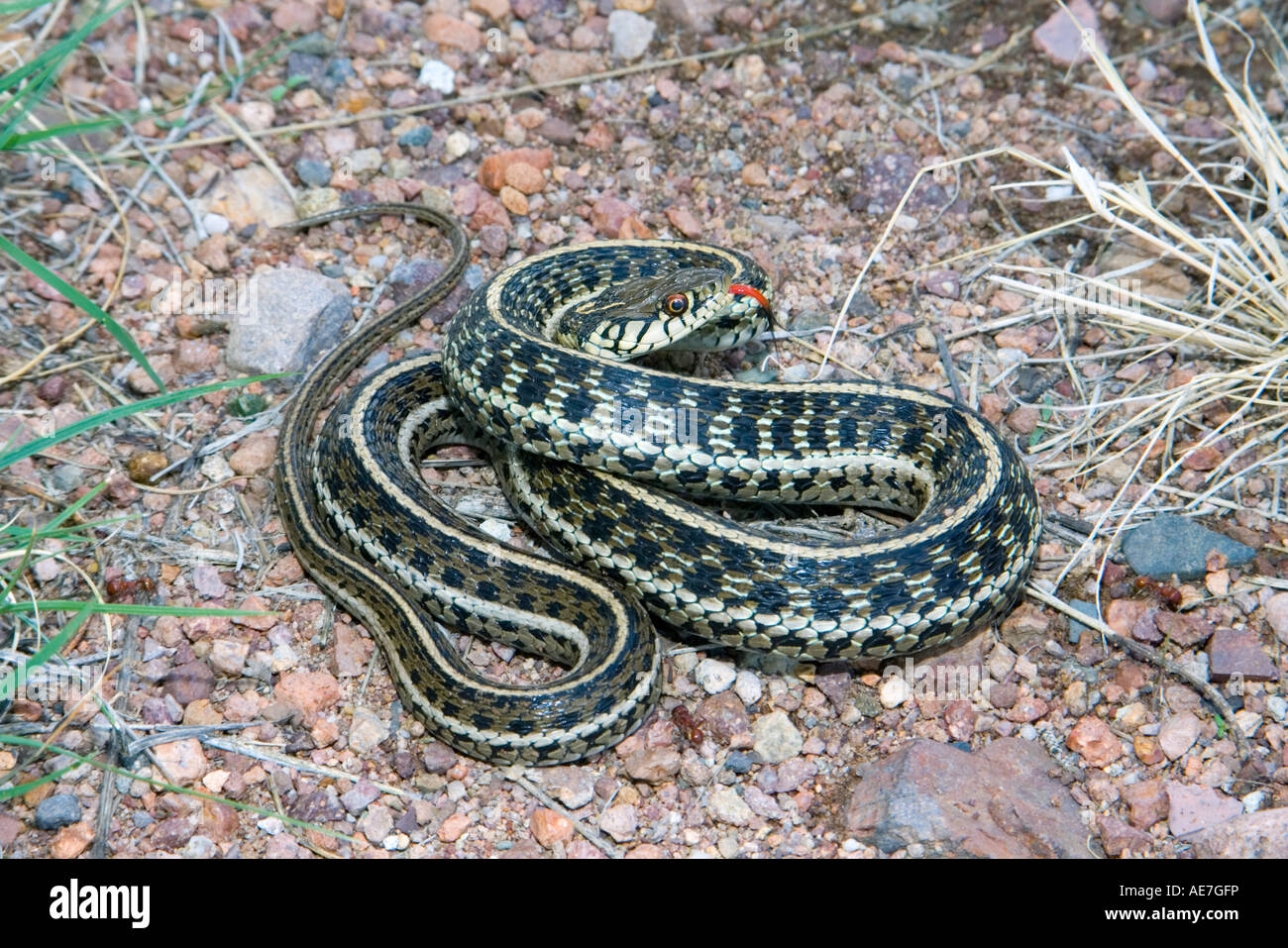 Thamnophis Elegans Arizona E