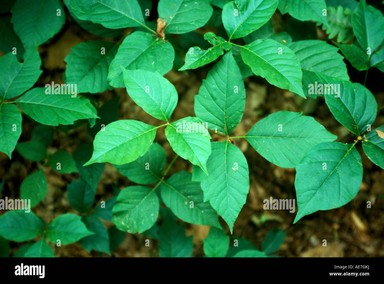 Allergic Contact Dermatitis Poison Ivy