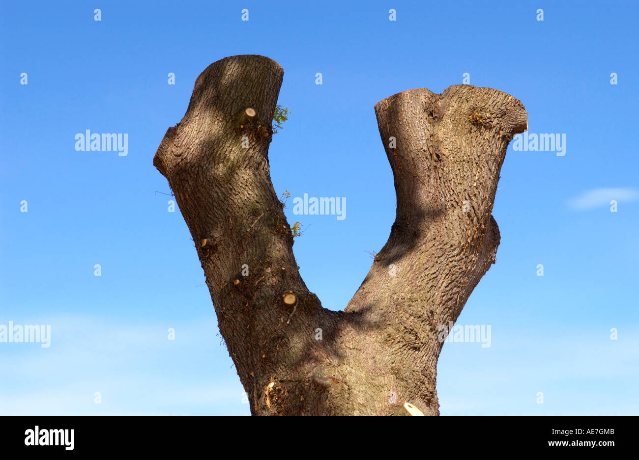 Pollarded tree hi-res stock photography and images - Alamy