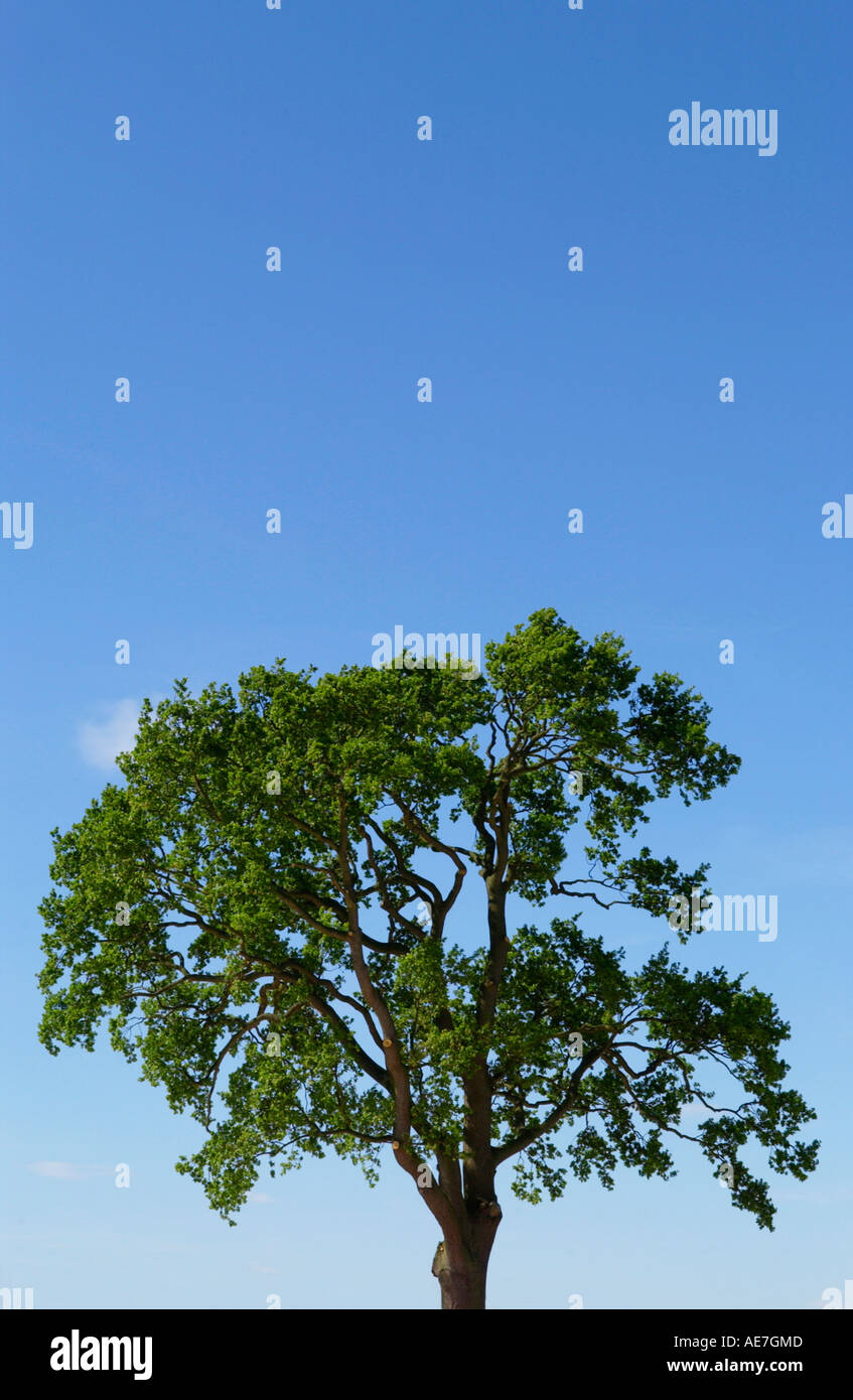 Guardian tree hi-res stock photography and images - Alamy