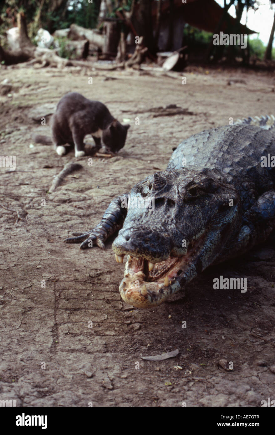 Amazonian caiman hi-res stock photography and images - Alamy