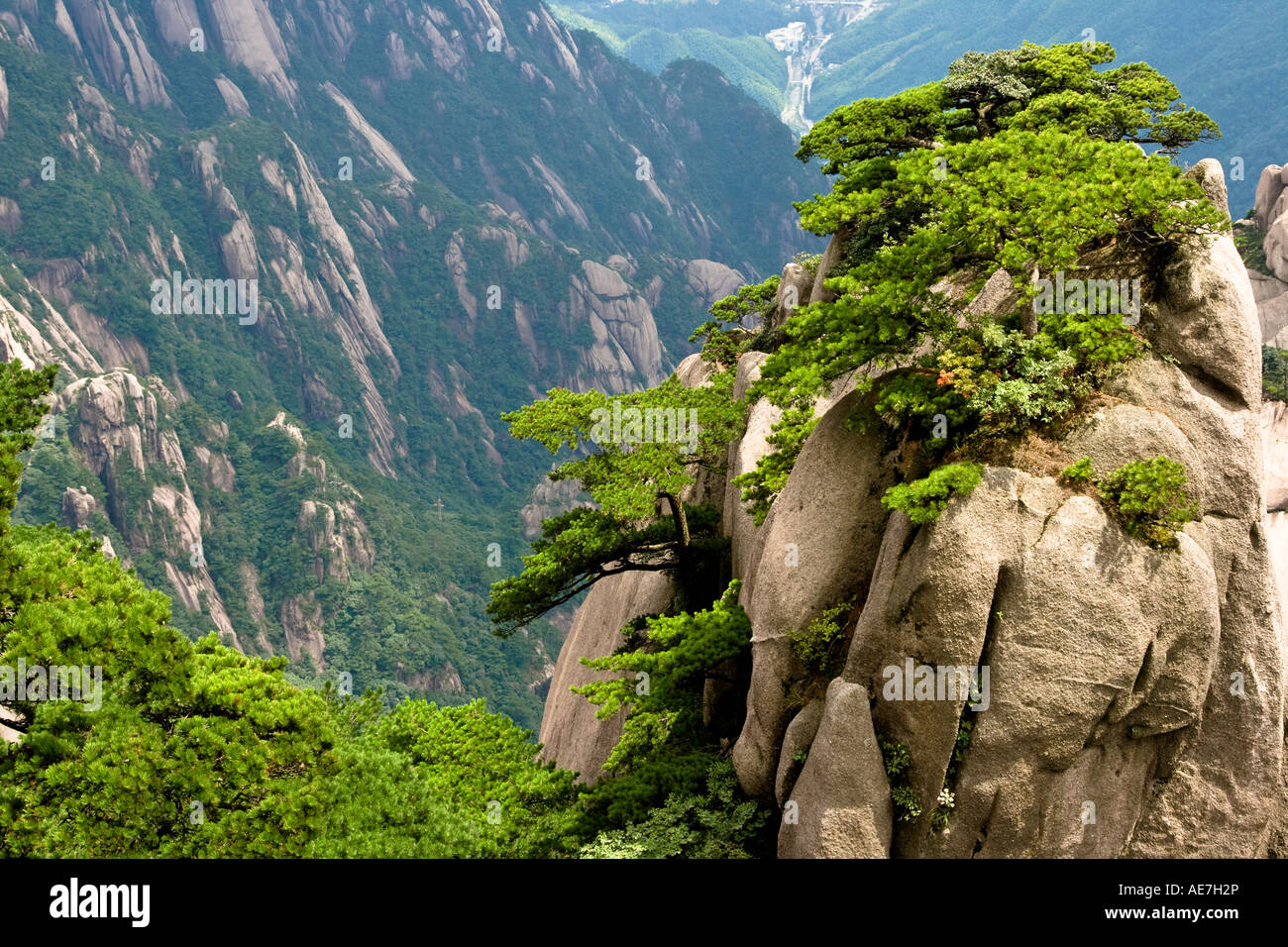Pine Tree Covered Peak Huangshan Mountains China Stock Photo - Alamy