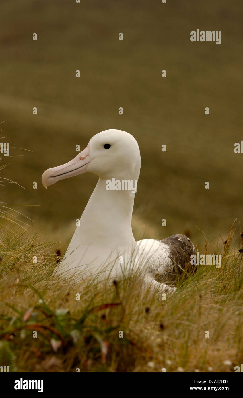 Royal Albatross sitting in tussock grass Campbell Island New Zealand ...
