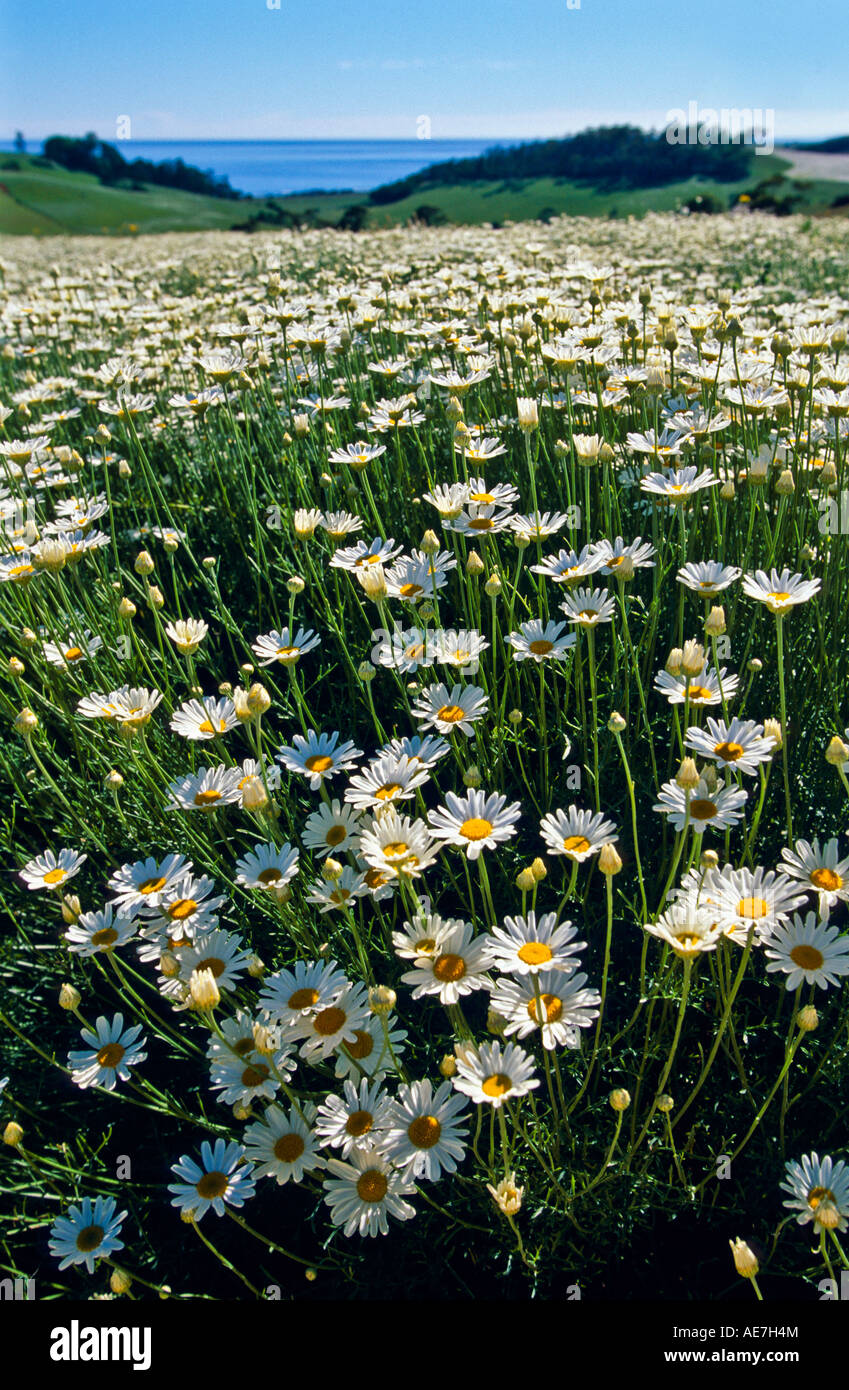 Pyrethrum crop in flower Tasmania, Australia Stock Photo - Alamy
