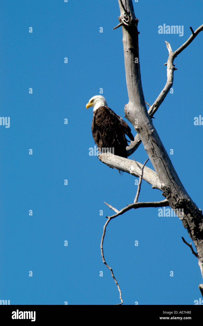 CHECKING THINGS OUT Stock Photo - Alamy