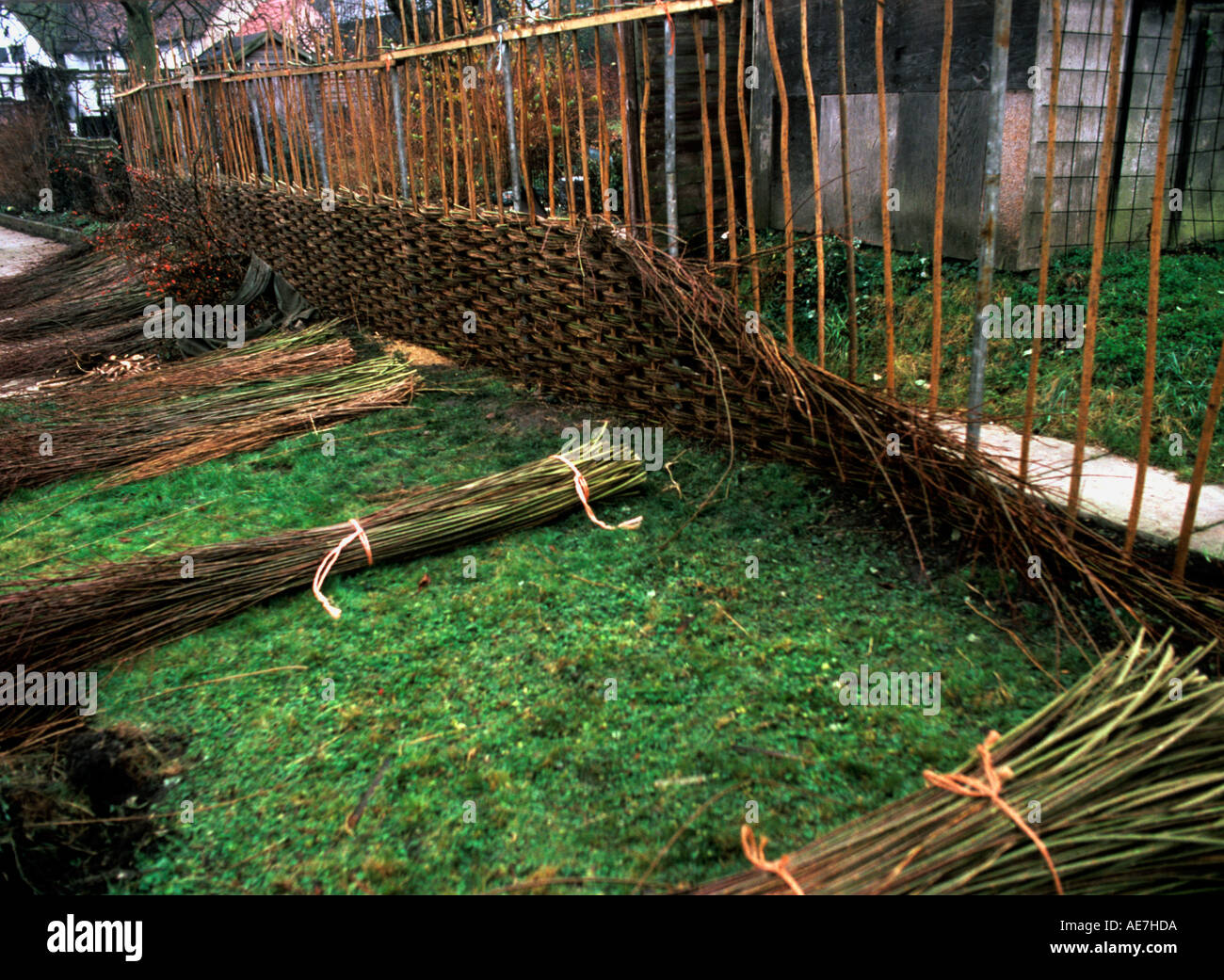 Young willow is woven around green willow and metal poles to create a ...