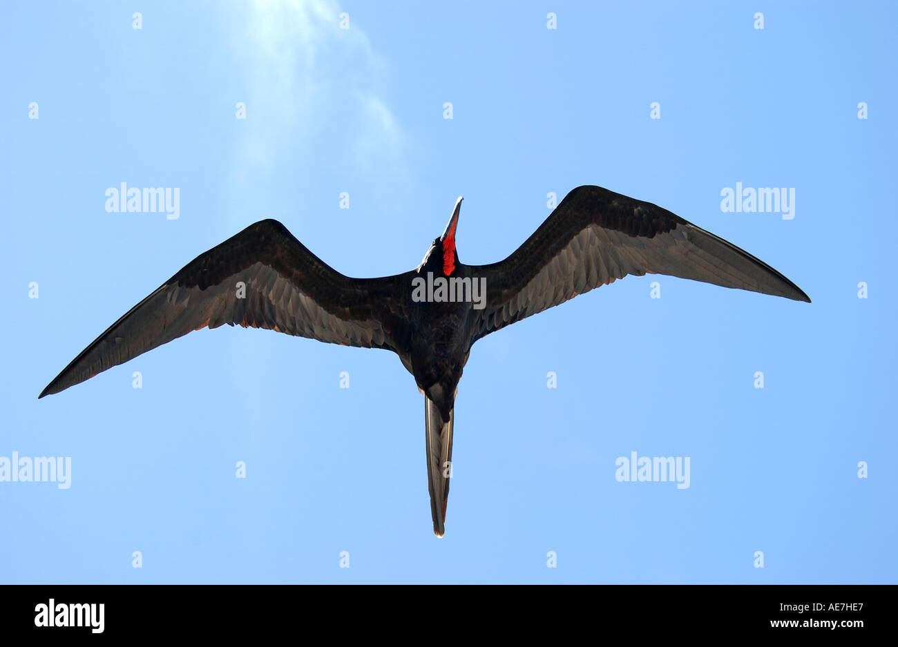 Great Frigatebird in flight view from below Galapagos Stock Photo - Alamy