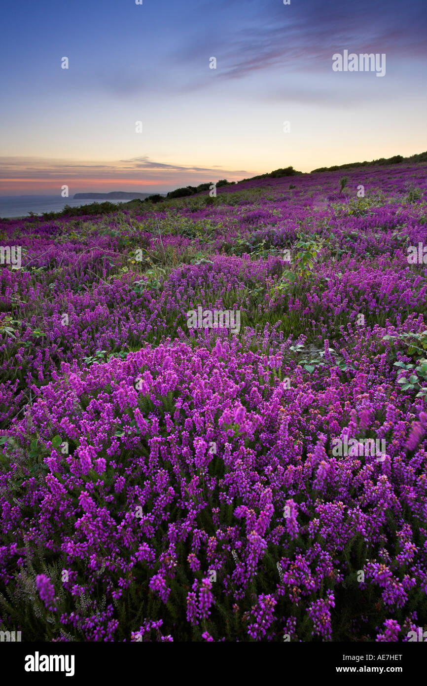 Heather isle of wight hi-res stock photography and images - Alamy