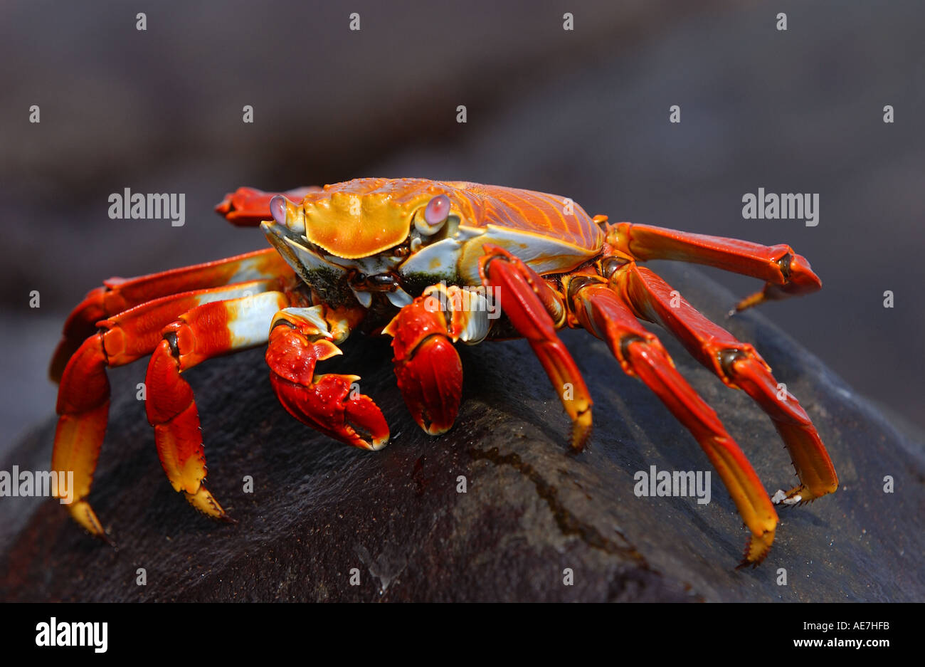 Crab sitting on rock hi-res stock photography and images - Alamy