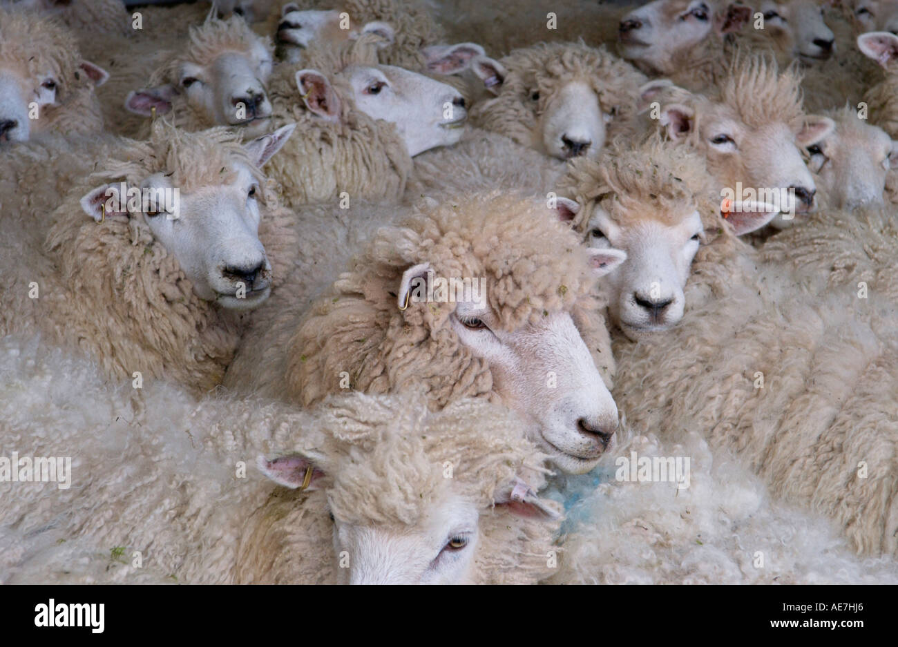 Visit to Hill Farm breeding New Zealand Romneys sheep near Hay on Wye ...