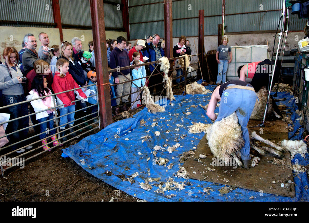 Visit to hill farm breeding New Zealand Romneys sheep near Hay on Wye ...