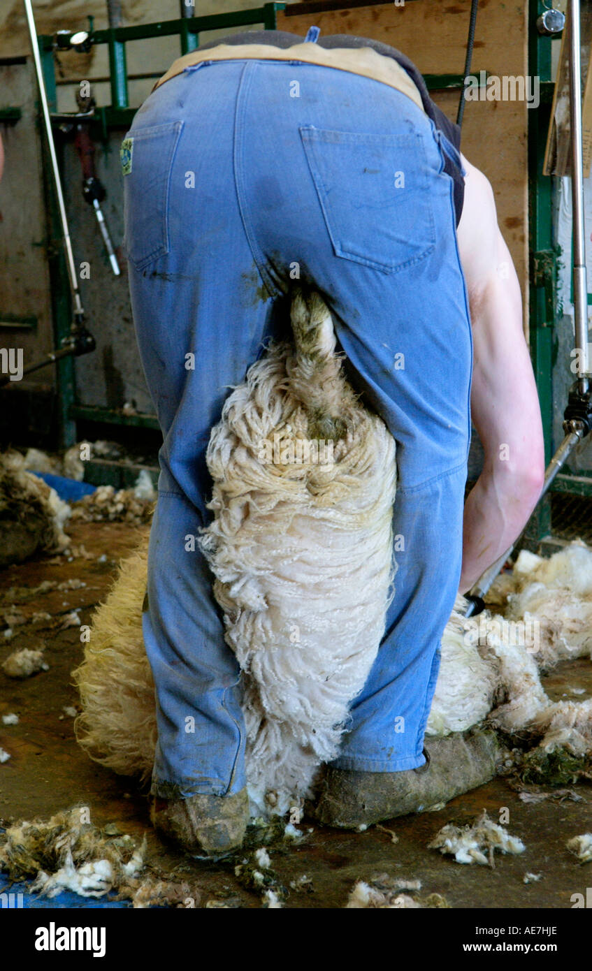 Romneys work hi-res stock photography and images - Alamy