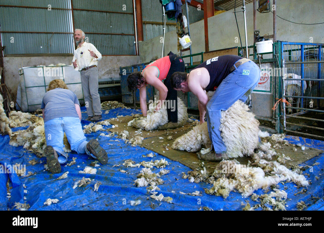 New zealand sheep shearers hi-res stock photography and images - Alamy