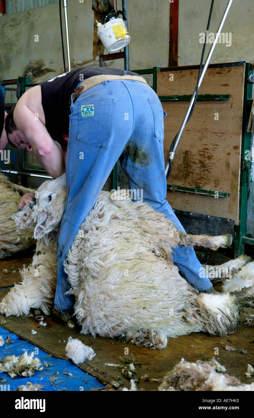 Wales sheep farm agri hi-res stock photography and images - Alamy