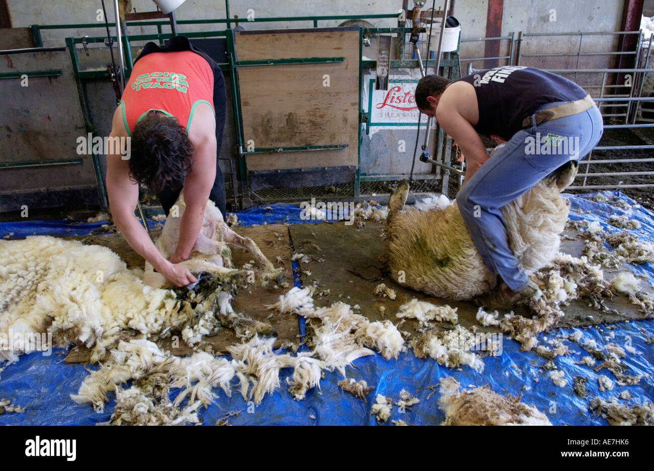 Shearers shearing wool at hill farm breeding New Zealand Romneys sheep ...