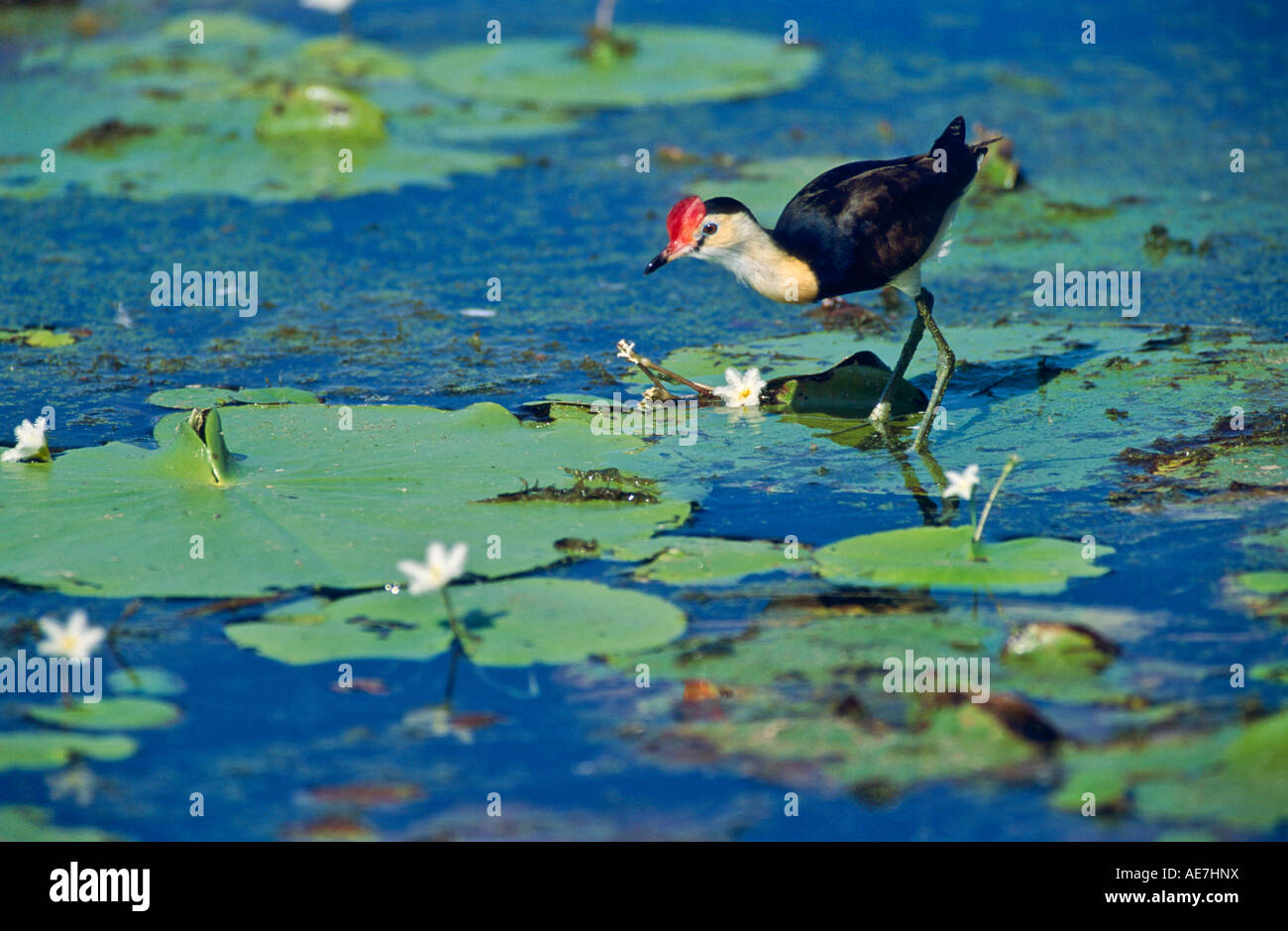 Australian indigenous native endemic animals fauna hi-res stock ...