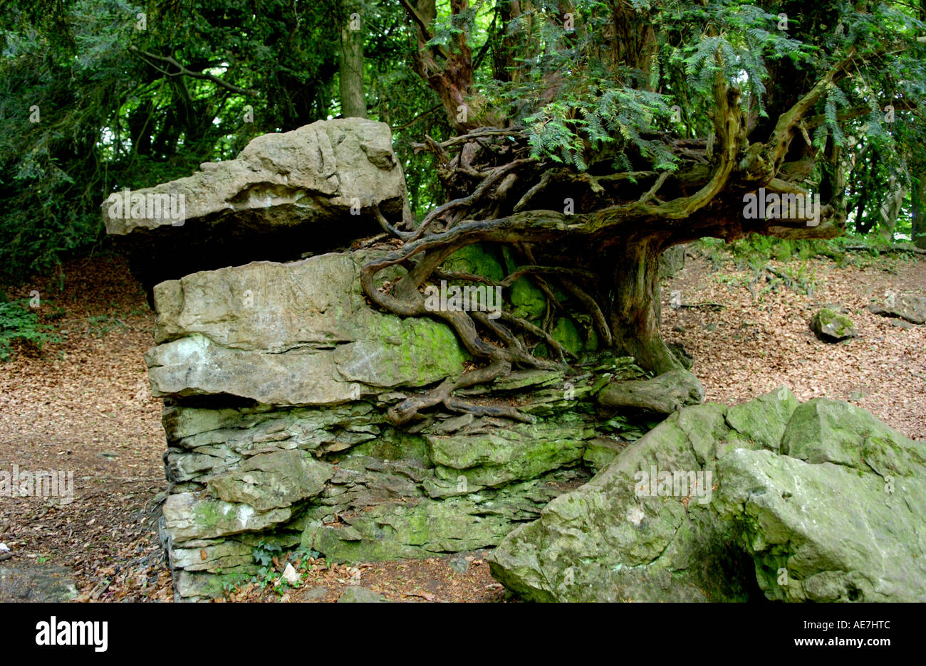 Yew tree growing over rock at Devils Pulpit overlooking Tintern Abbey ...