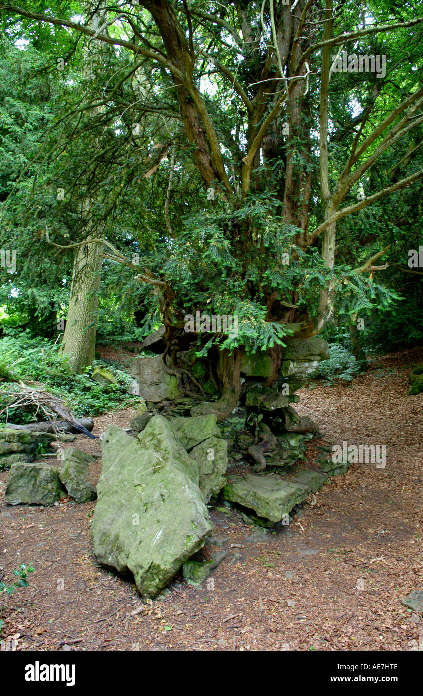 Yew tree growing over rock at Devils Pulpit overlooking Tintern Abbey ...