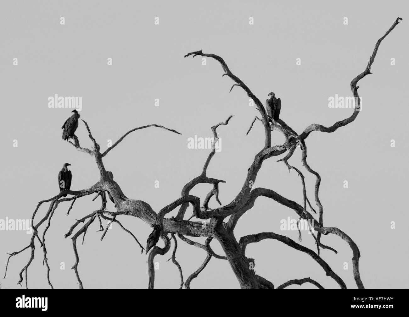 Vultures roosting, Botswana Stock Photo - Alamy