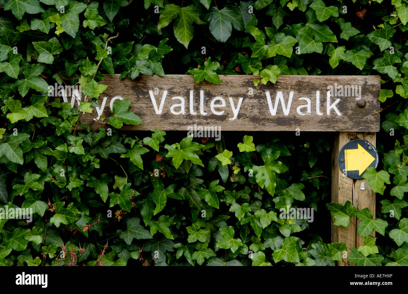 Ivy covered WYE VALLEY WALK sign at Tintern in the lower Wye Valley ...