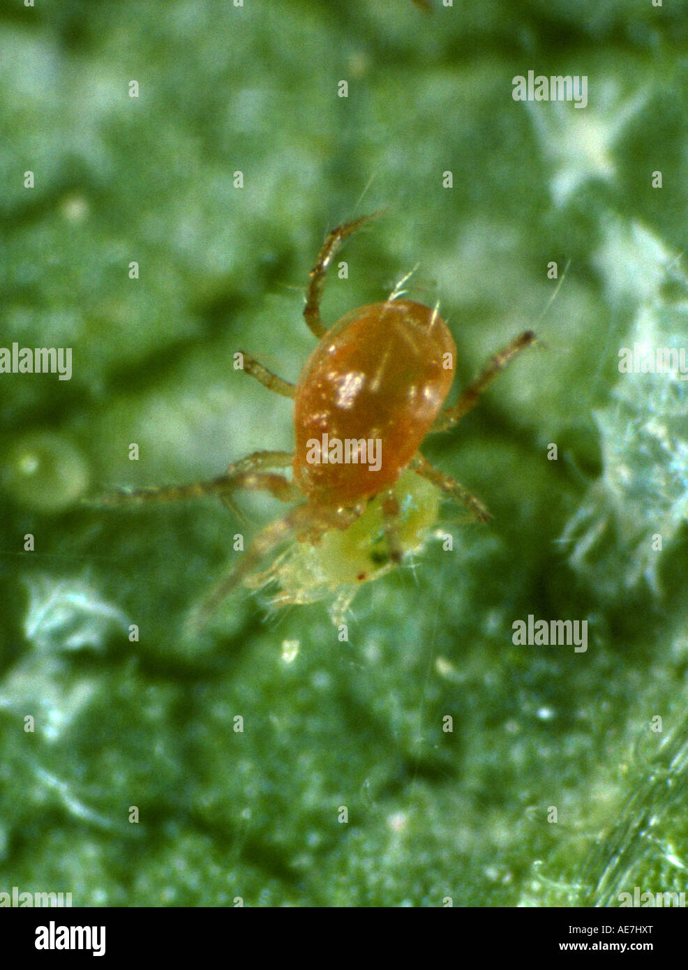 Mite hi-res stock photography and images - Alamy