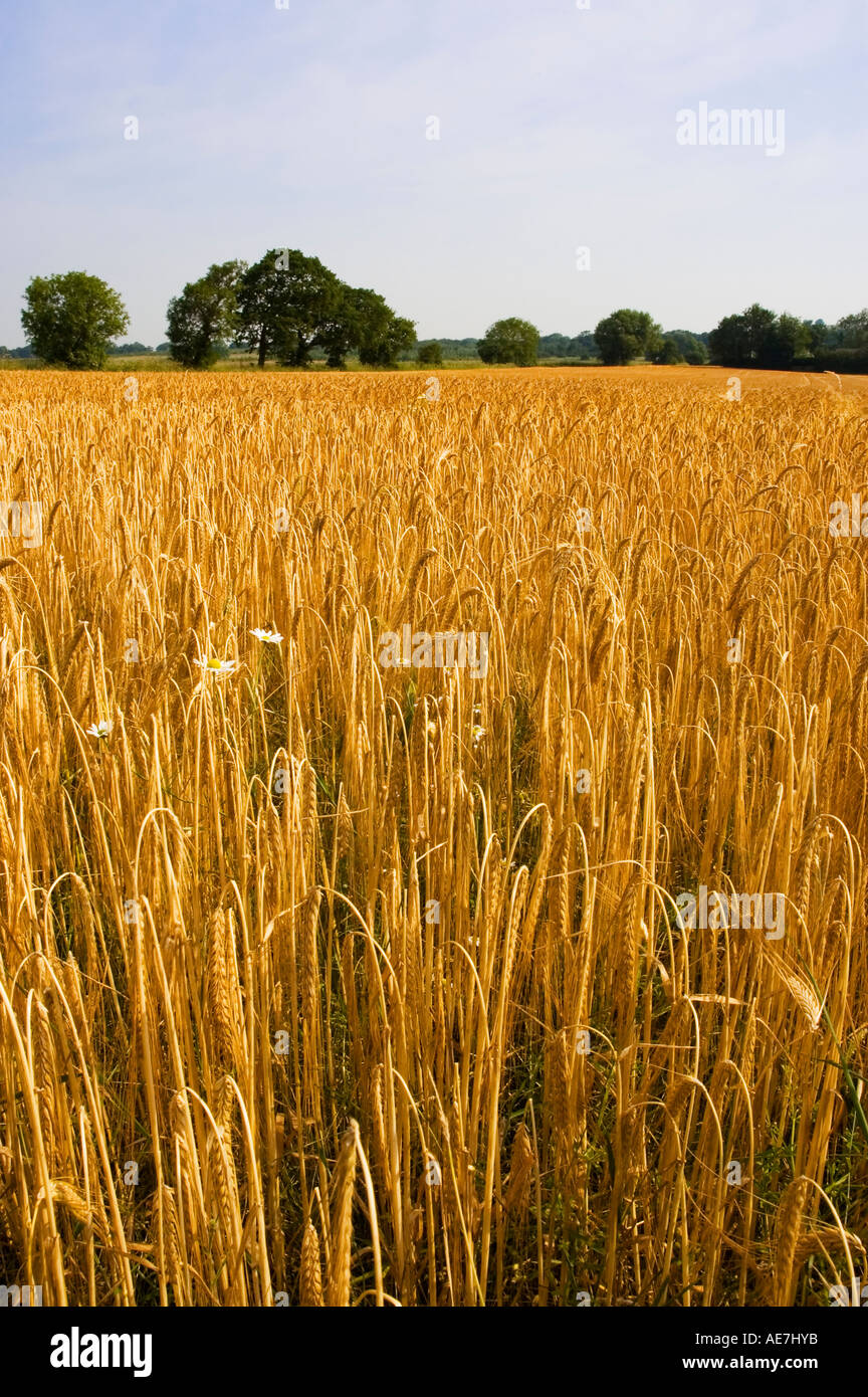 Golden crop with trees and blue sky Stock Photo - Alamy