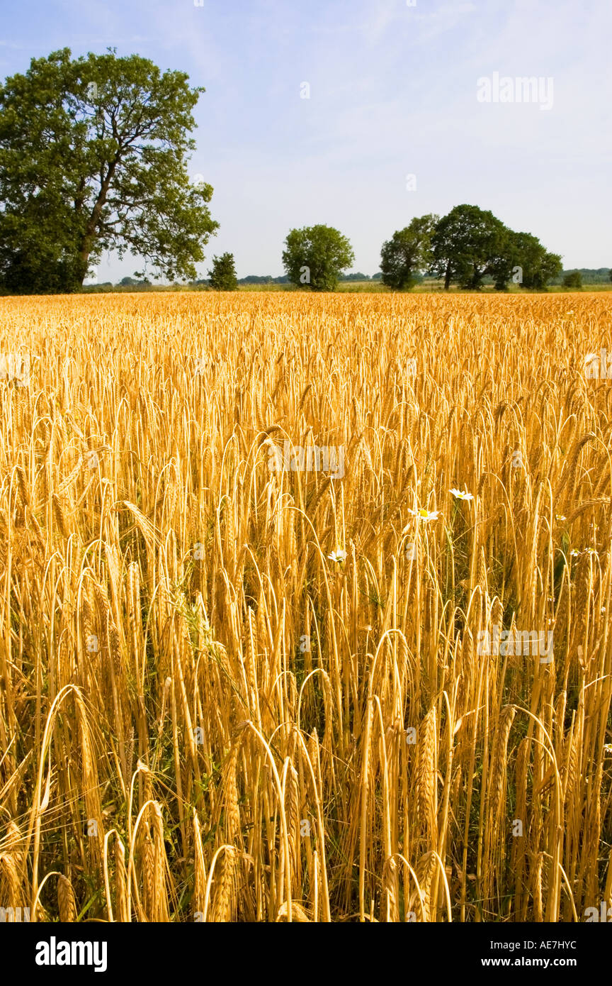 Golden crop with trees and blue sky Stock Photo - Alamy