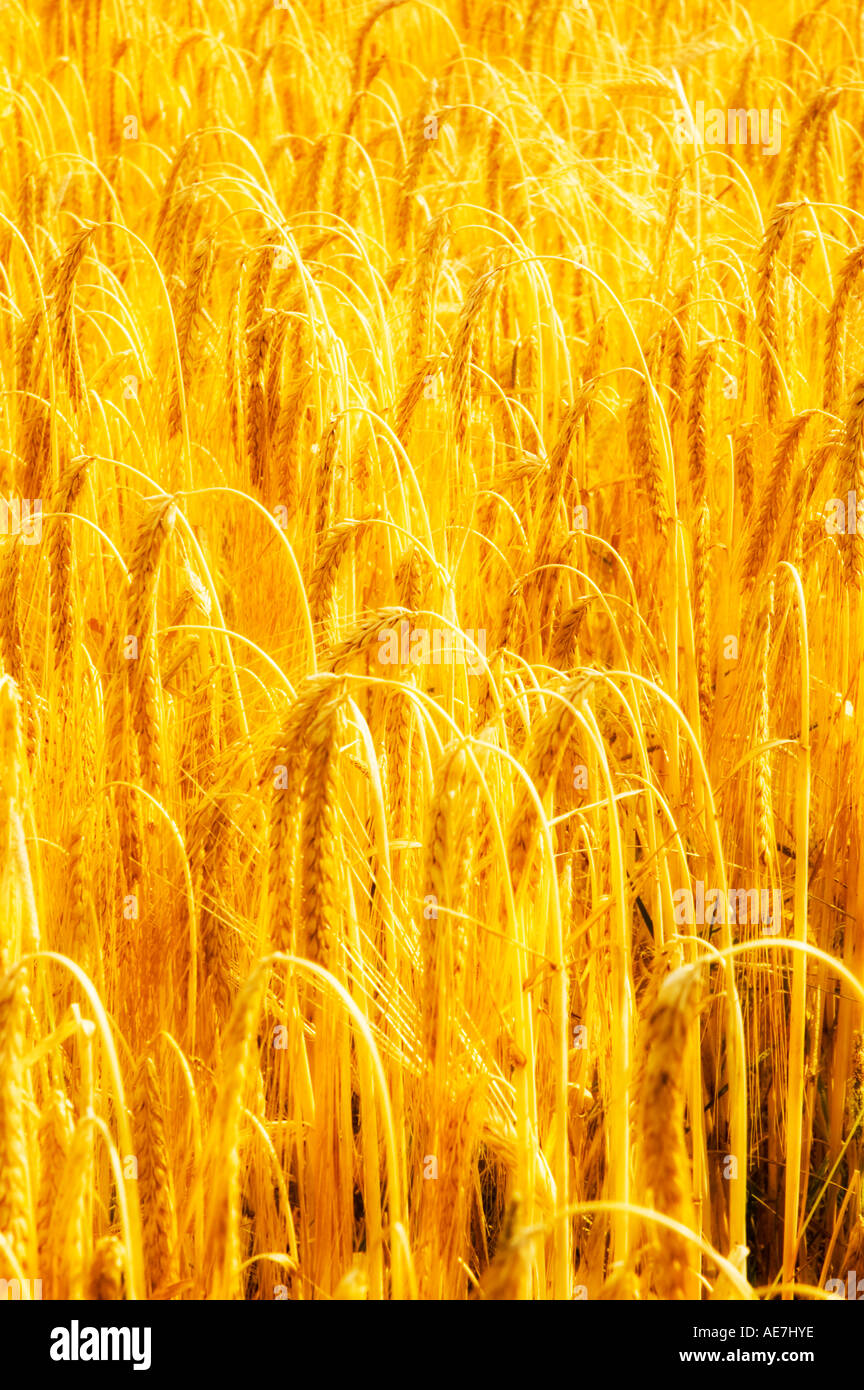Farmer portrait uk corn hi-res stock photography and images - Alamy