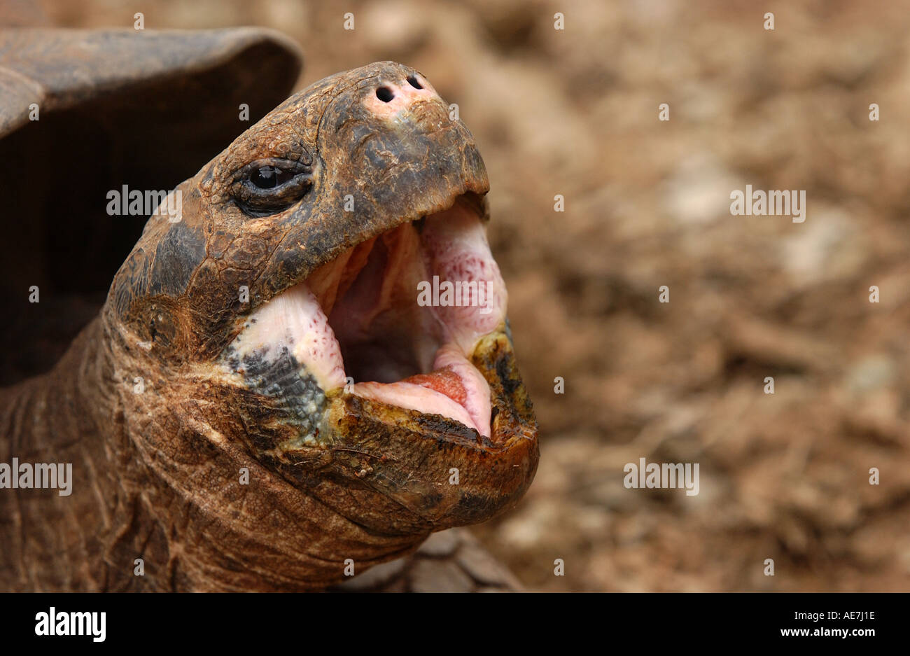 Galapagos Giant Tortoise with mouth open close up Galapagos Stock Photo ...