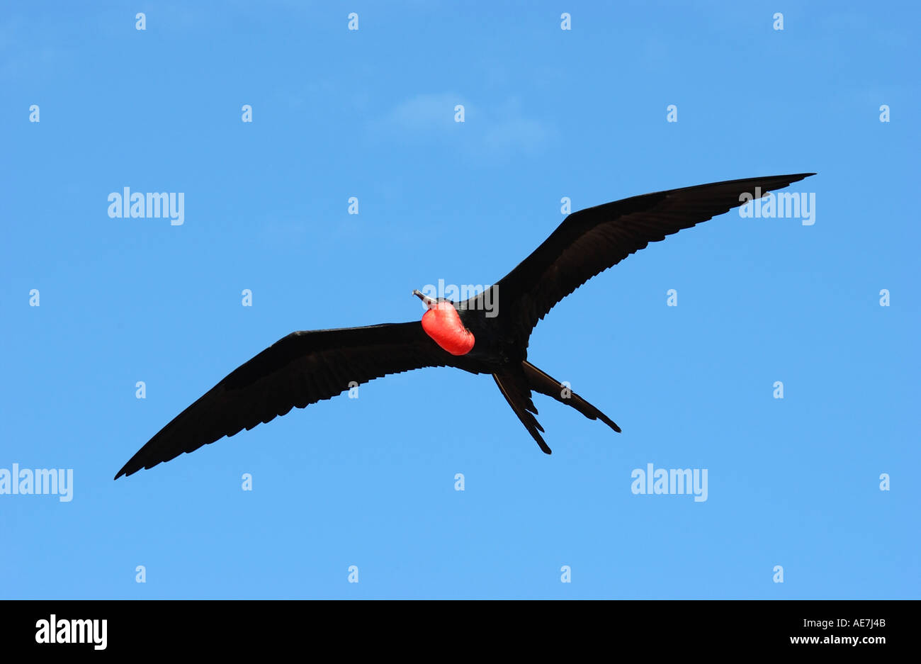 Great Frigatebird in flight Galapagos Stock Photo - Alamy