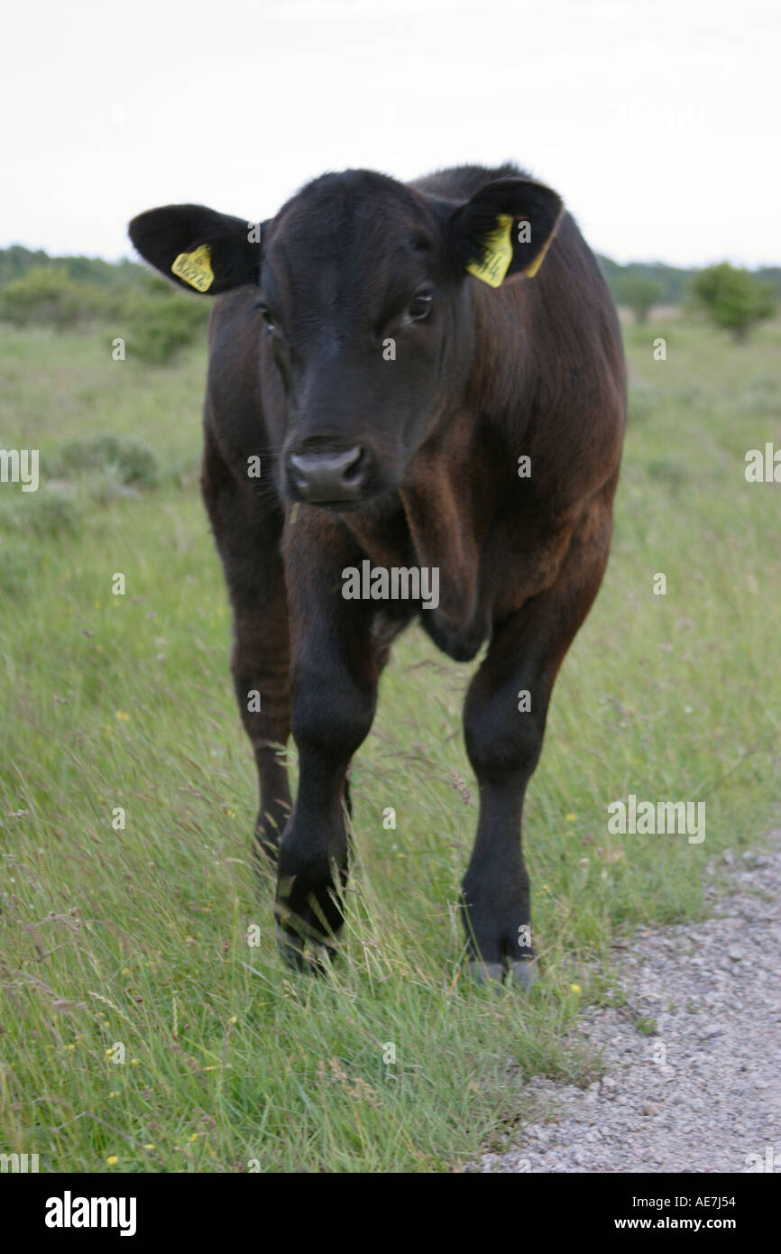 Calf by the road Stock Photo - Alamy
