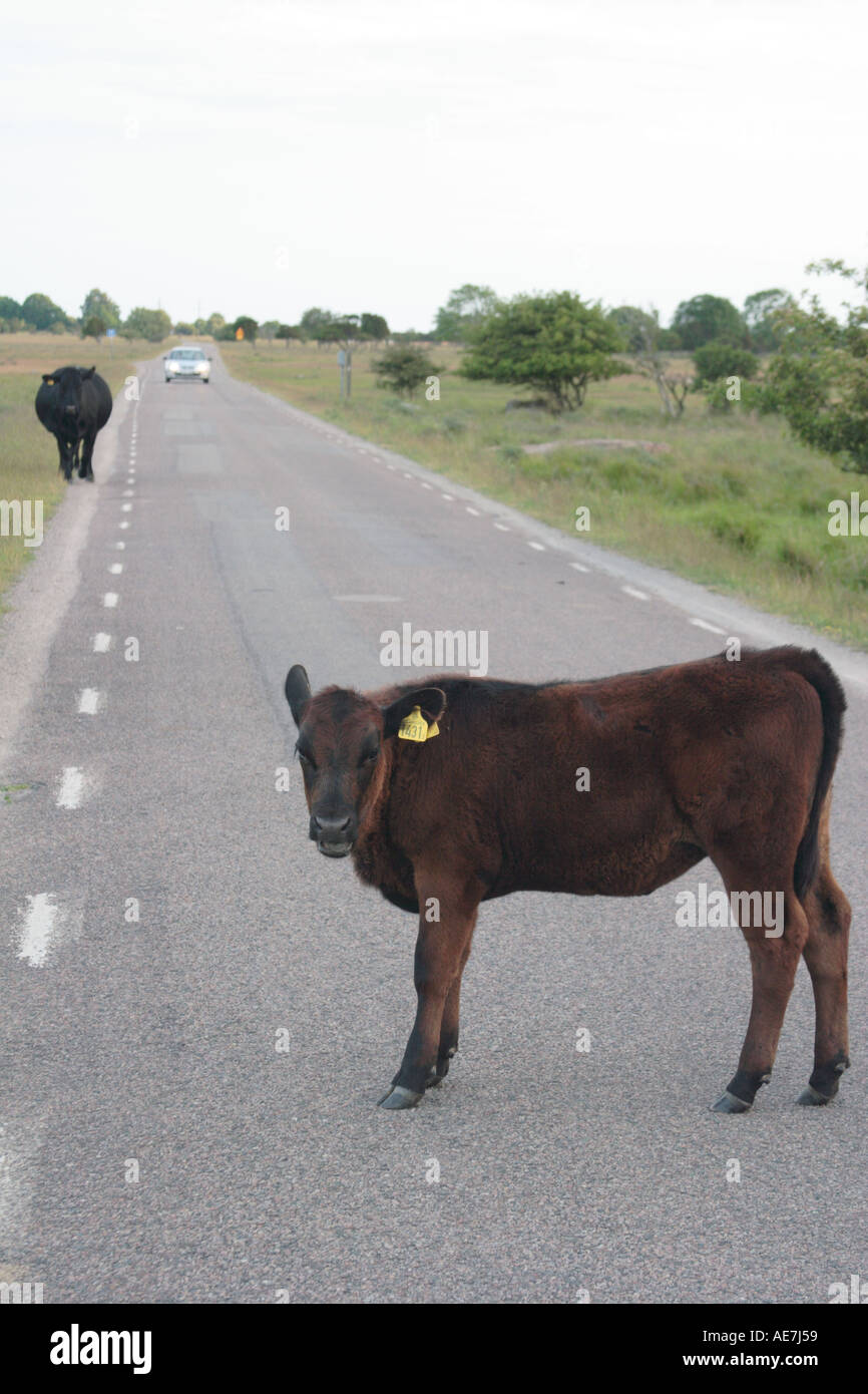 Cows in the road Stock Photo - Alamy