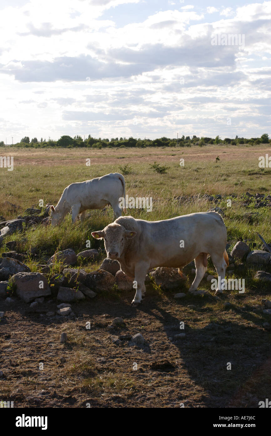 Livestock sweden bull hi-res stock photography and images - Alamy