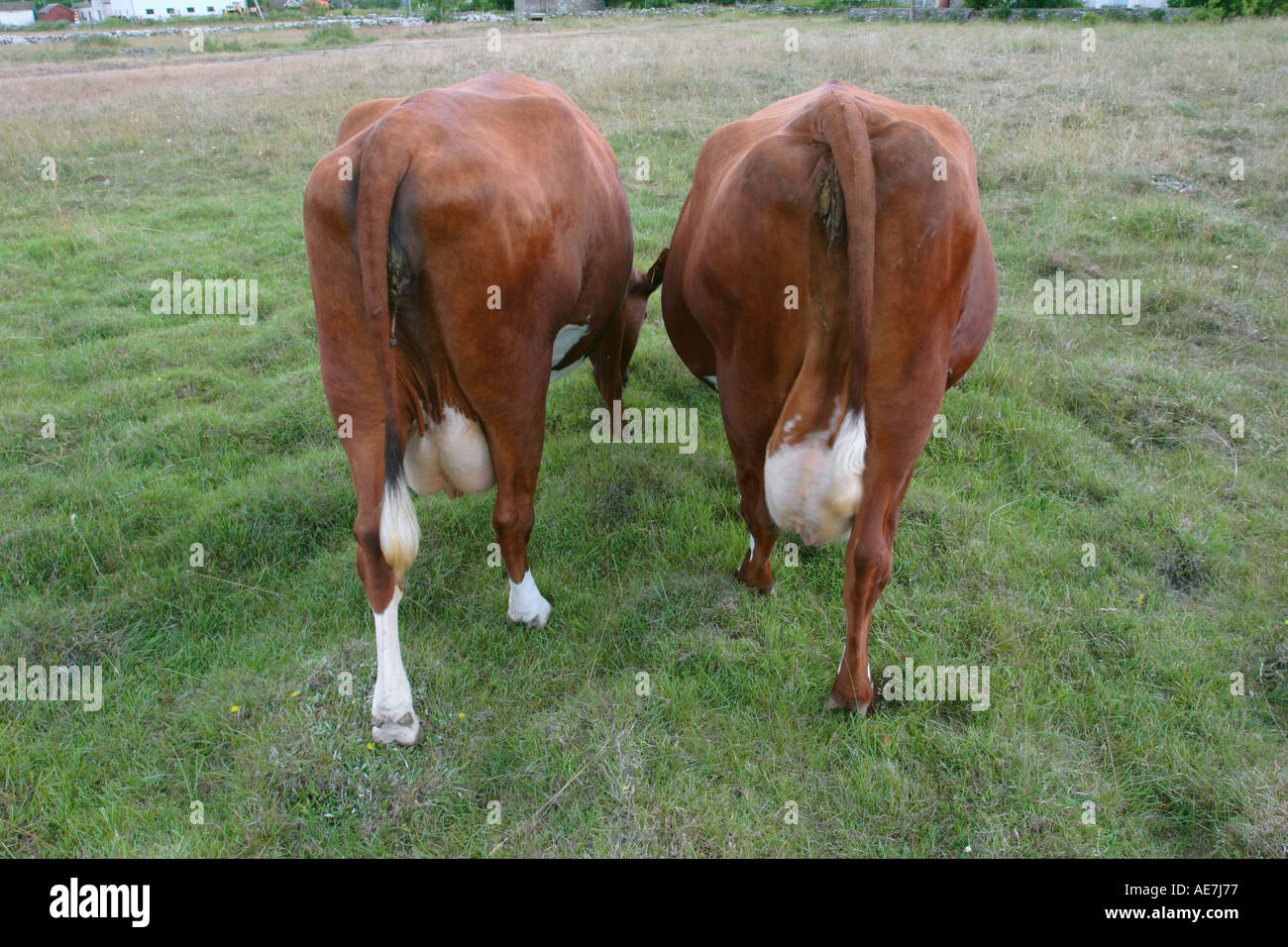 Backside cow hi-res stock photography and images - Alamy