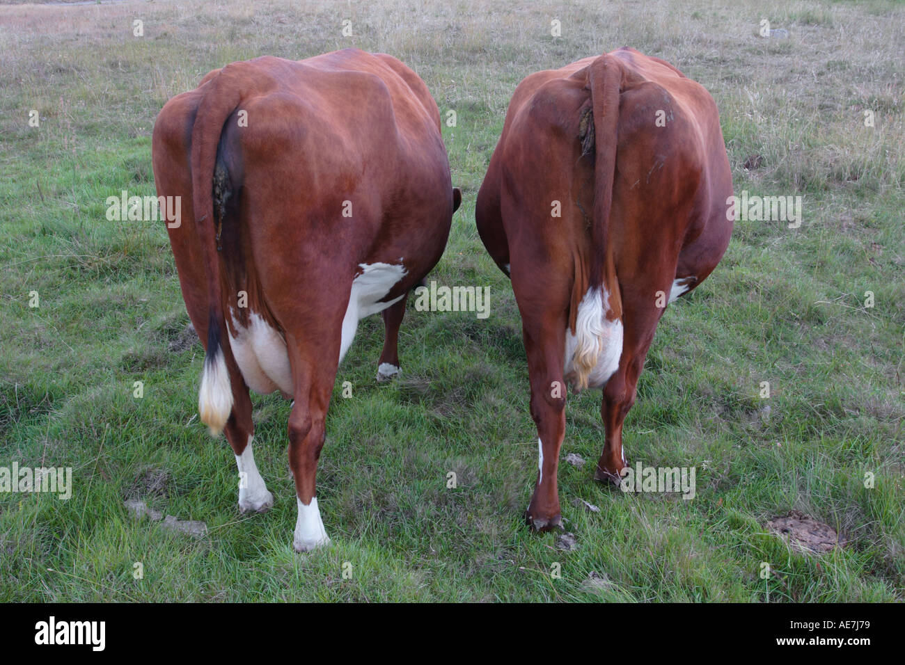 Backside cow hi-res stock photography and images - Alamy
