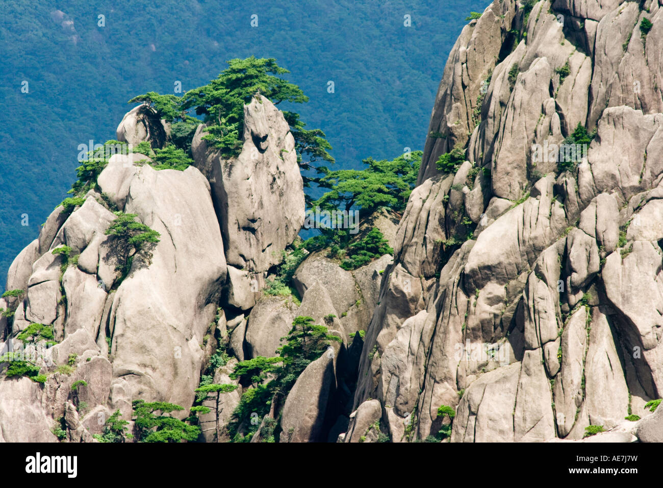 Pine Tree Covered Peak Huangshan Mountains China Stock Photo - Alamy