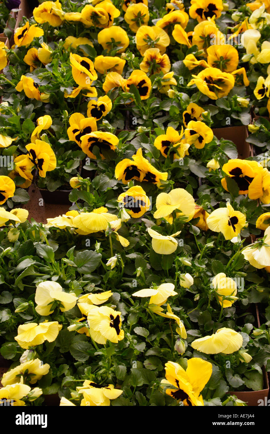 Flower pense pansy hi-res stock photography and images - Alamy