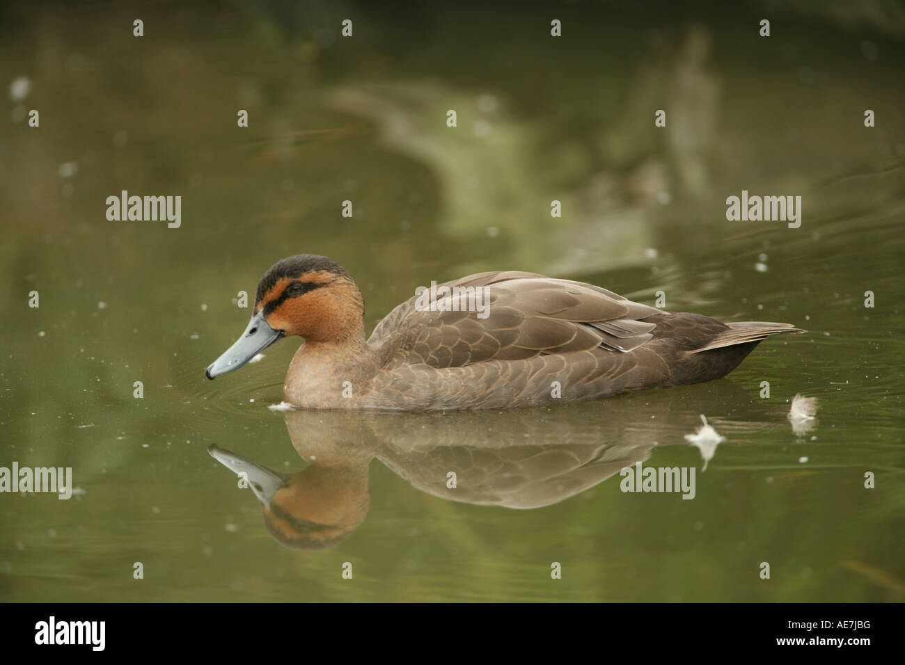 Philippine duck anas luzonica Stock Photo - Alamy