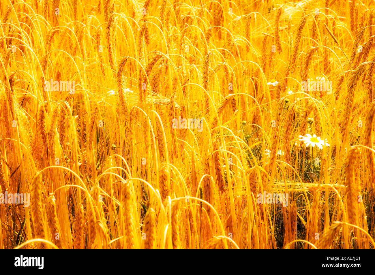Cereal uk drought hi-res stock photography and images - Alamy