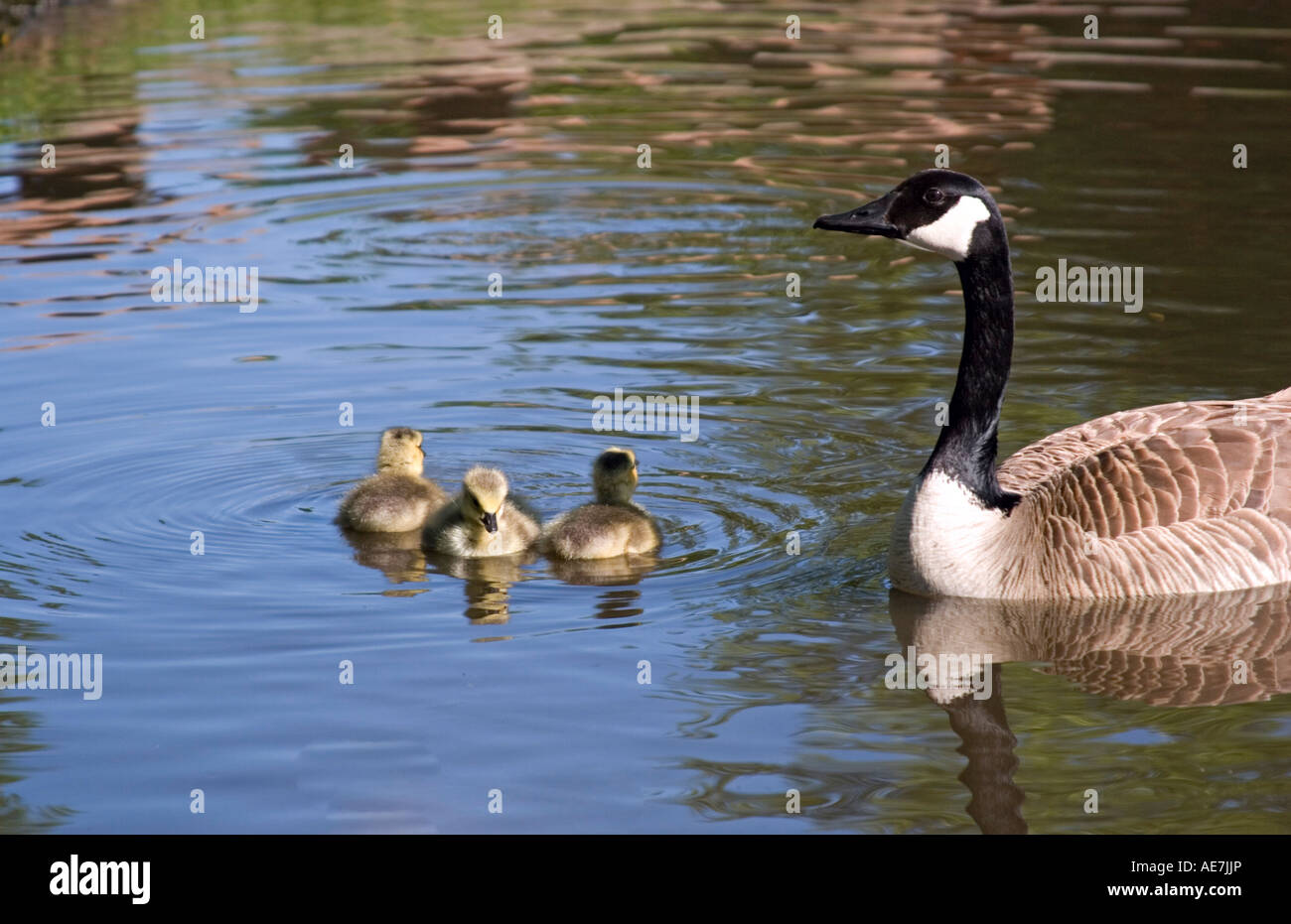 Out of Formation Stock Photo - Alamy