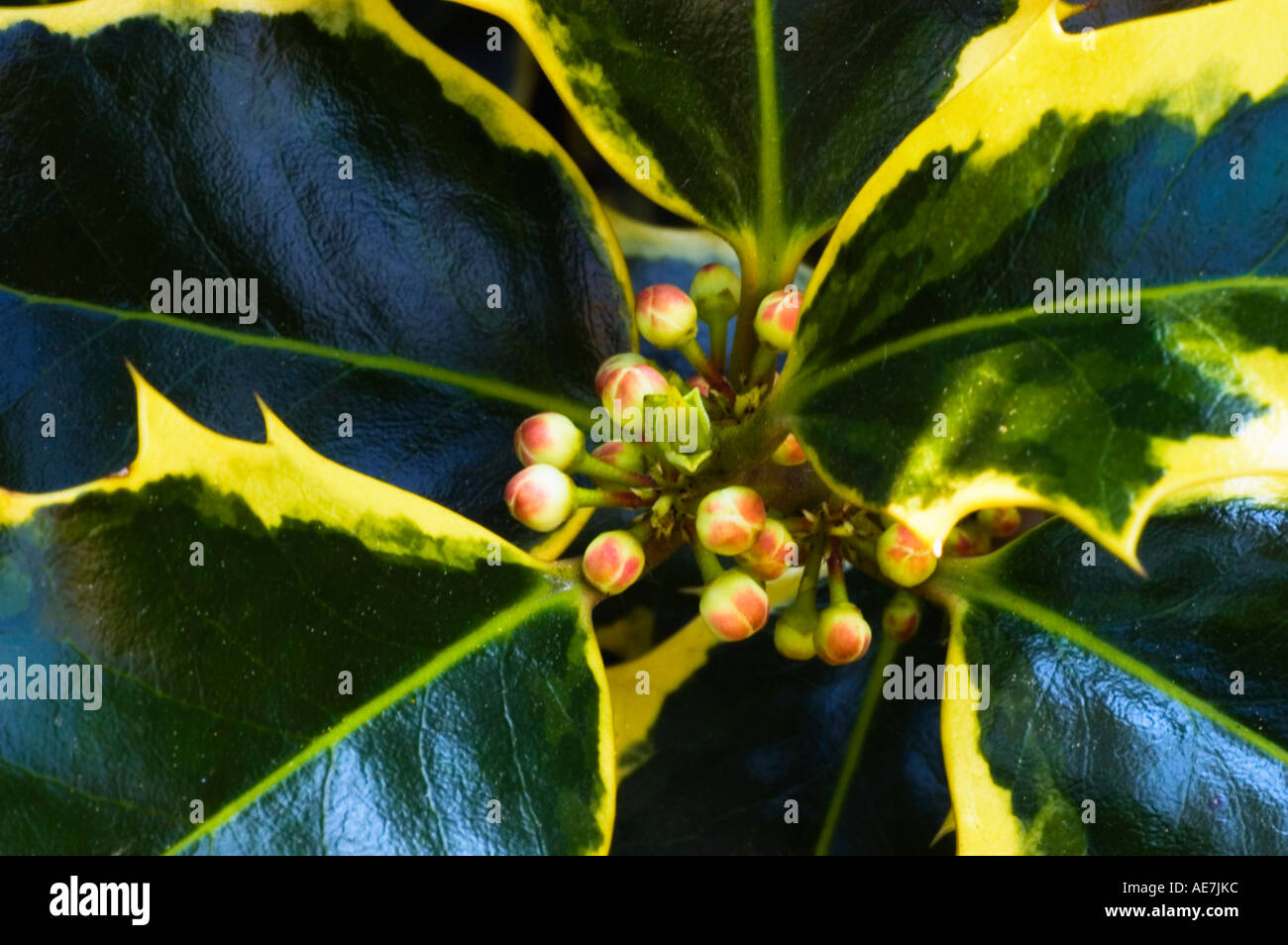 Bursting of bud hi-res stock photography and images - Alamy