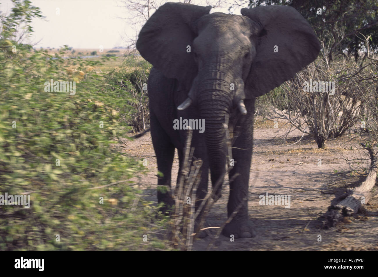 large-african-elephant-mock-charge-ears-out-flapping-angry-stock-photo