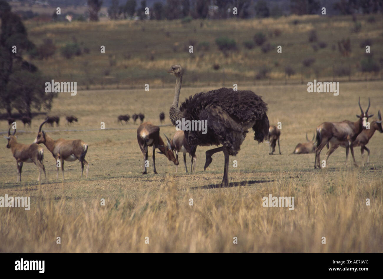 Ostrich gazelle and eland on farm in transvaal south african Stock ...