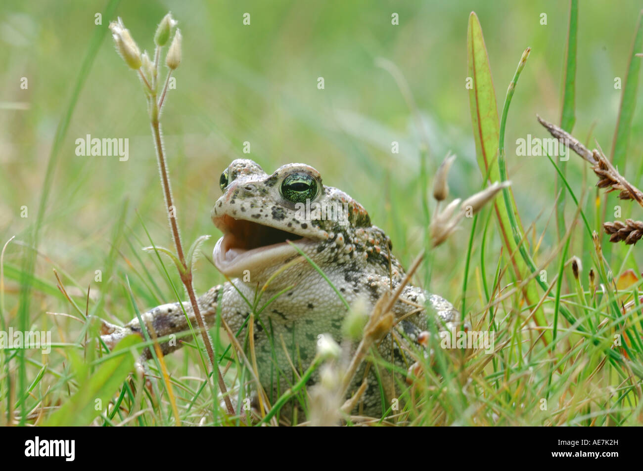 Toad mouth open hi-res stock photography and images - Alamy