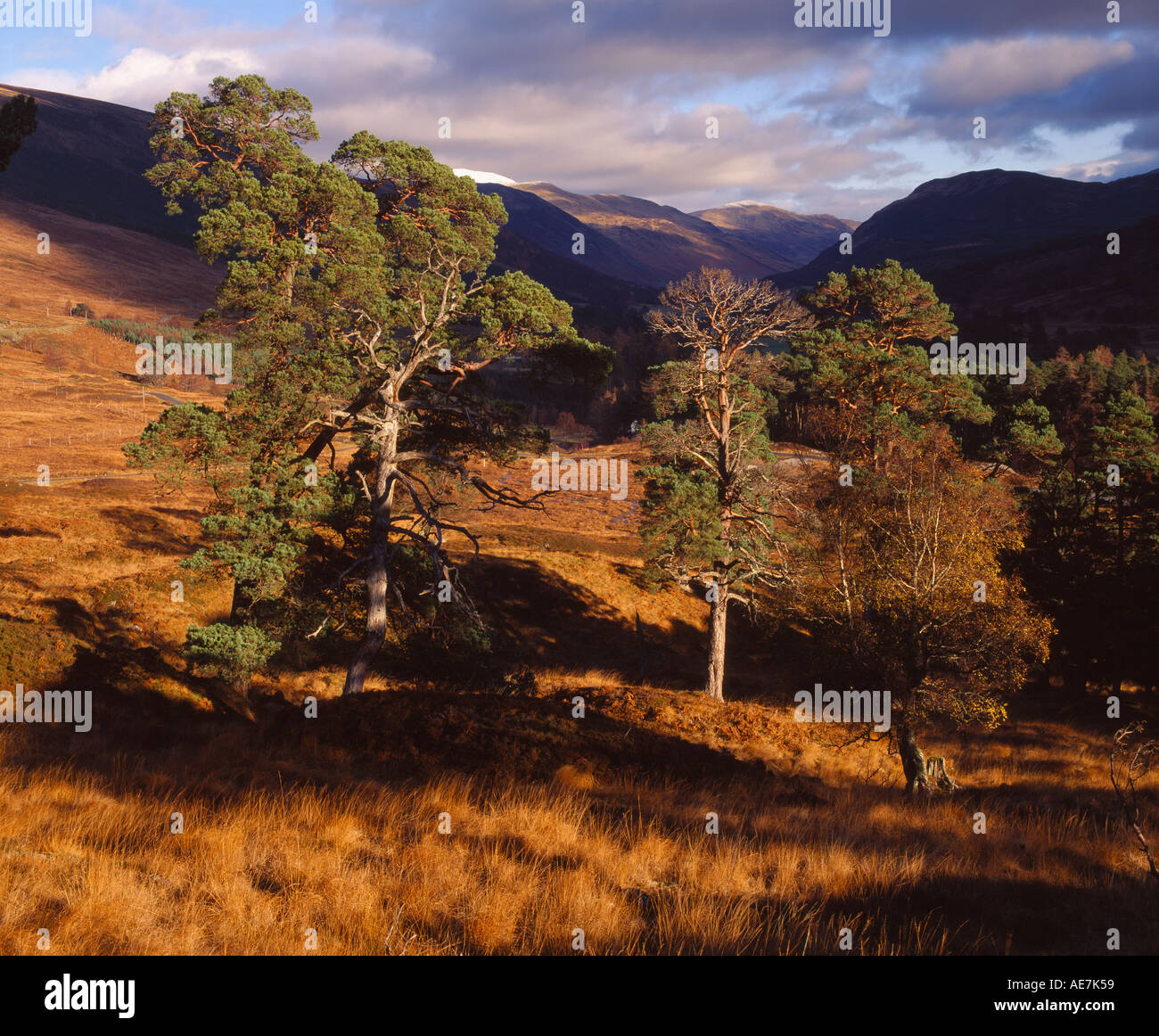 A Scots Pine and remnant of the Caledonian Forest in Glen Lyon, Perth ...