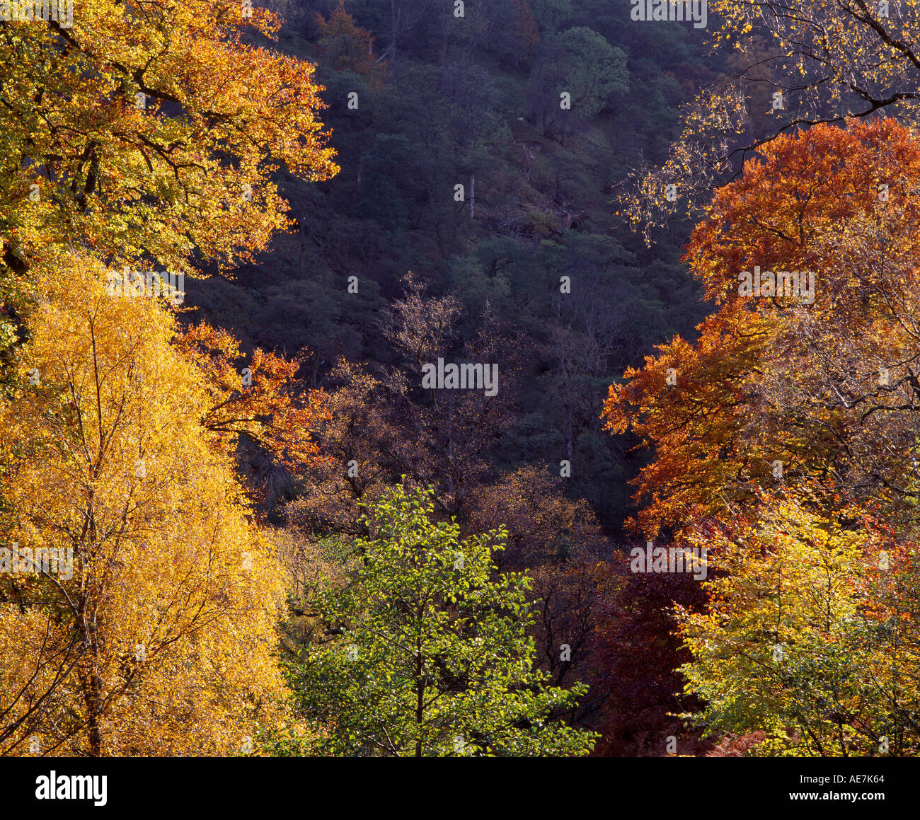 Silver beech tree hi-res stock photography and images - Alamy